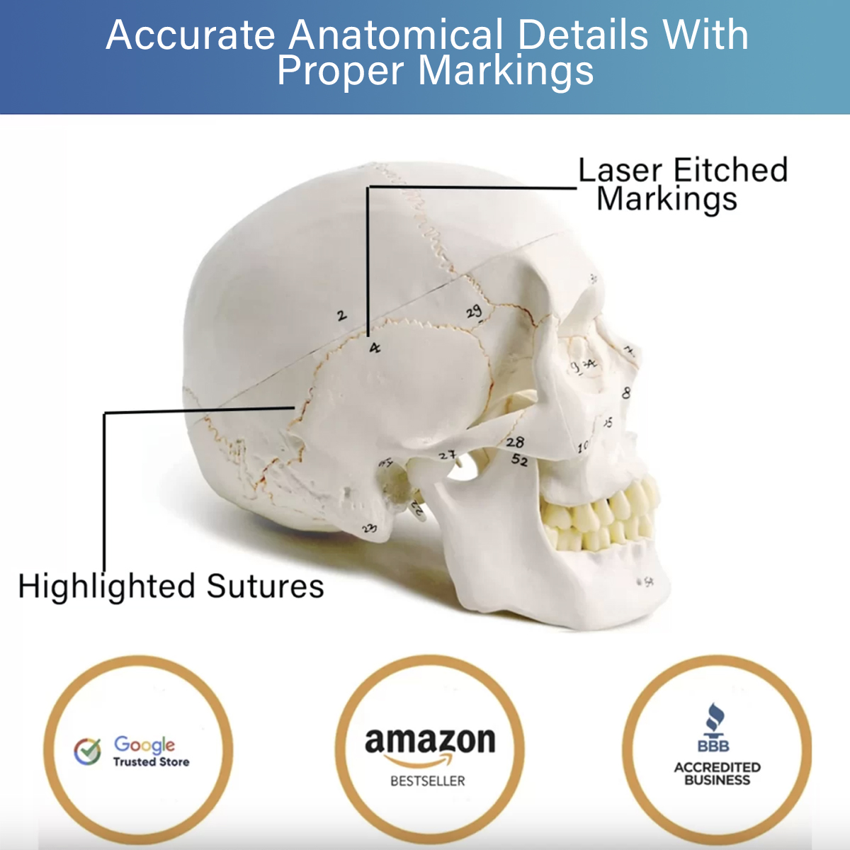 Human Skull Model With Numbers, Highlighted Sutures And Study Manual | MYASKRO